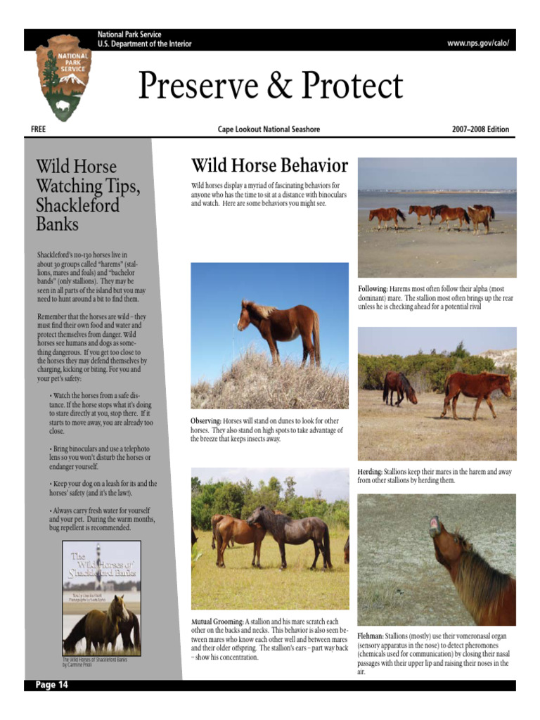 2007 Wild Horse Behavior | PDF | Horses | Mare