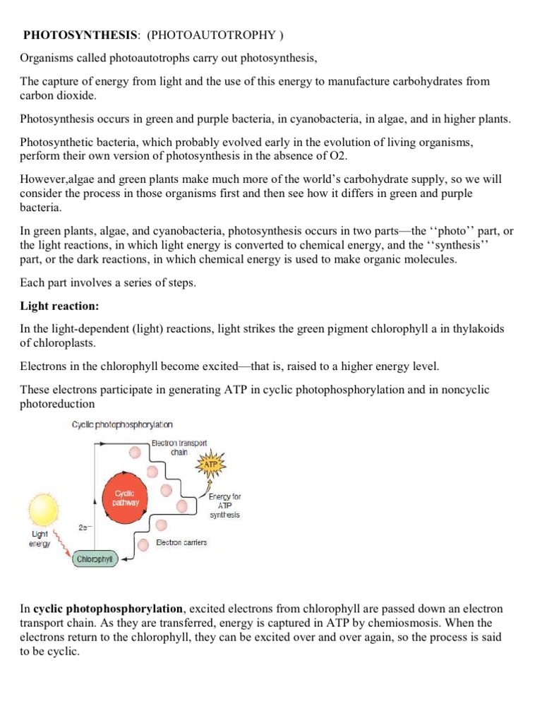 Photosynthesis | PDF
