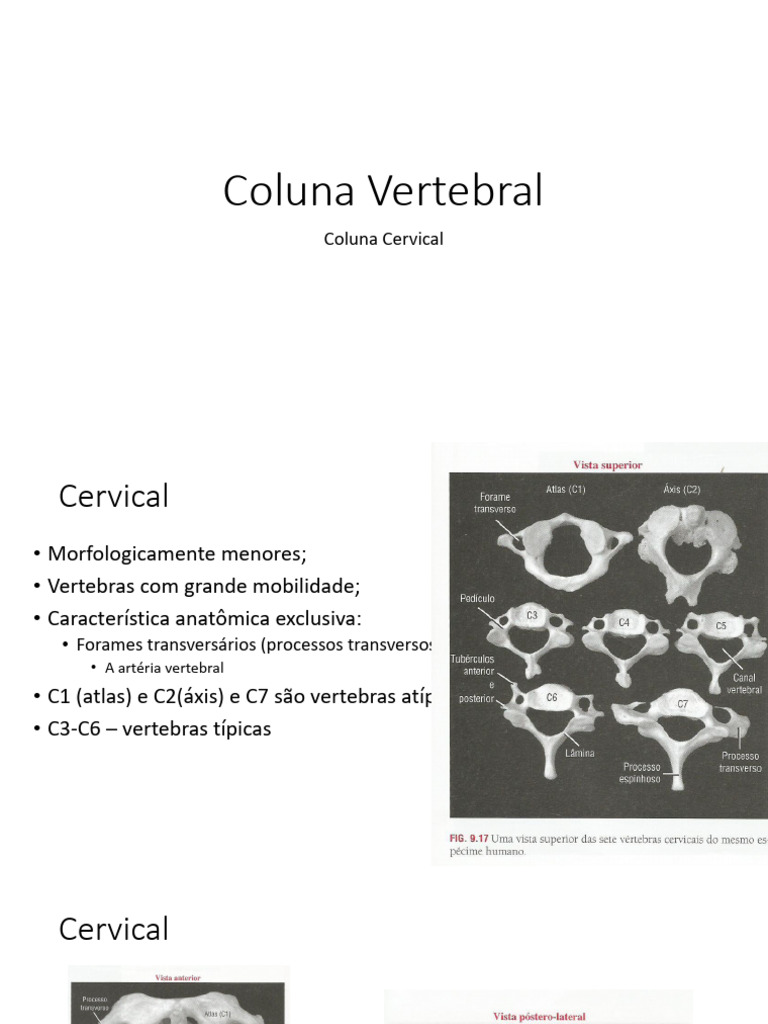 Anatomia da Coluna Cervical e Músculos | PDF | Coluna vertebral ...