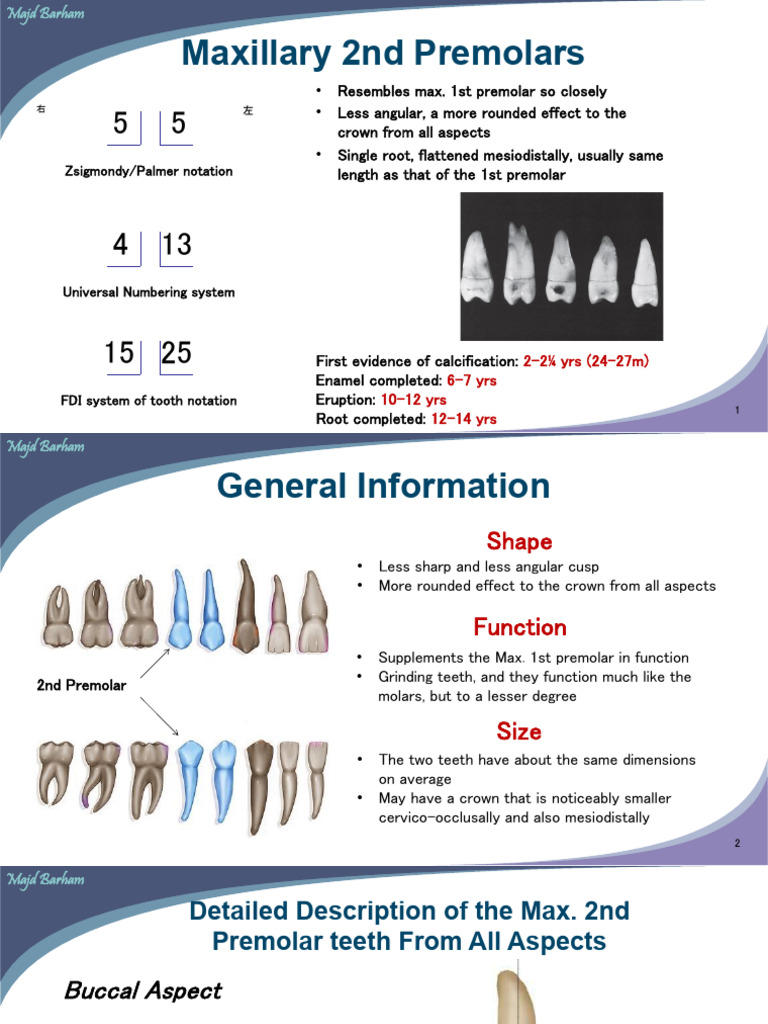 2. Lab max. 2nd Premolars (1) | PDF | Dental Anatomy | Mouth