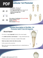 Maxillary 1st Premolar | PDF | Dental Anatomy | Tooth