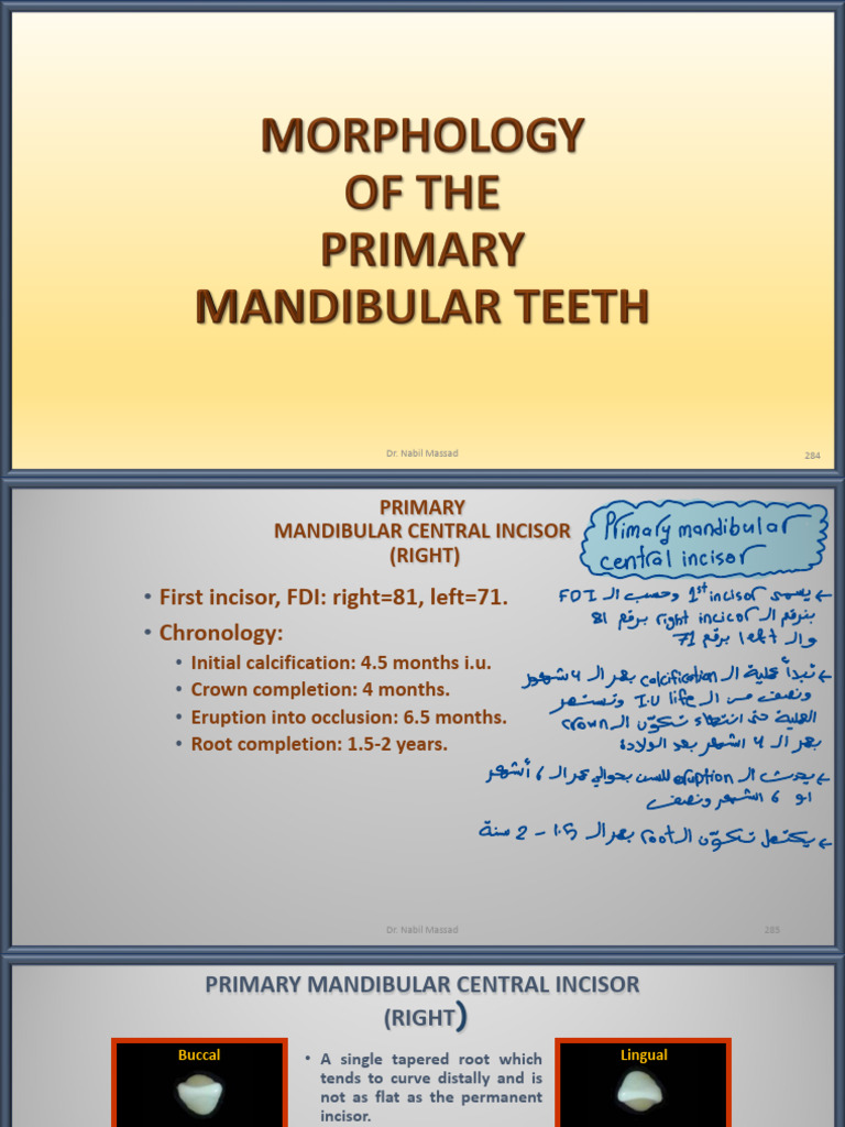 Primary Mandibular Teeth Overview | PDF | Dental Anatomy | Dentistry