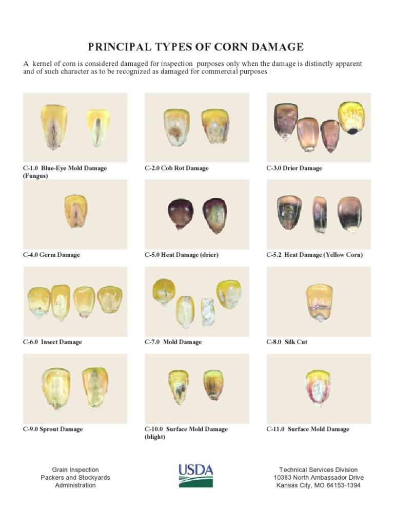 Corn Damage | PDF | Seed | Maize