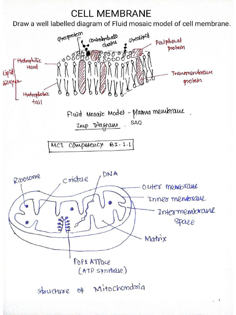 1.CELL BIOLOGY | PDF