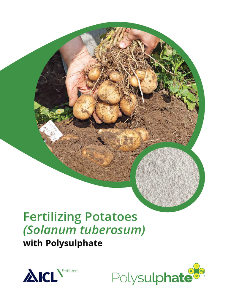 Polysulphate and Potato | PDF | Fertilizer | Plant Nutrition