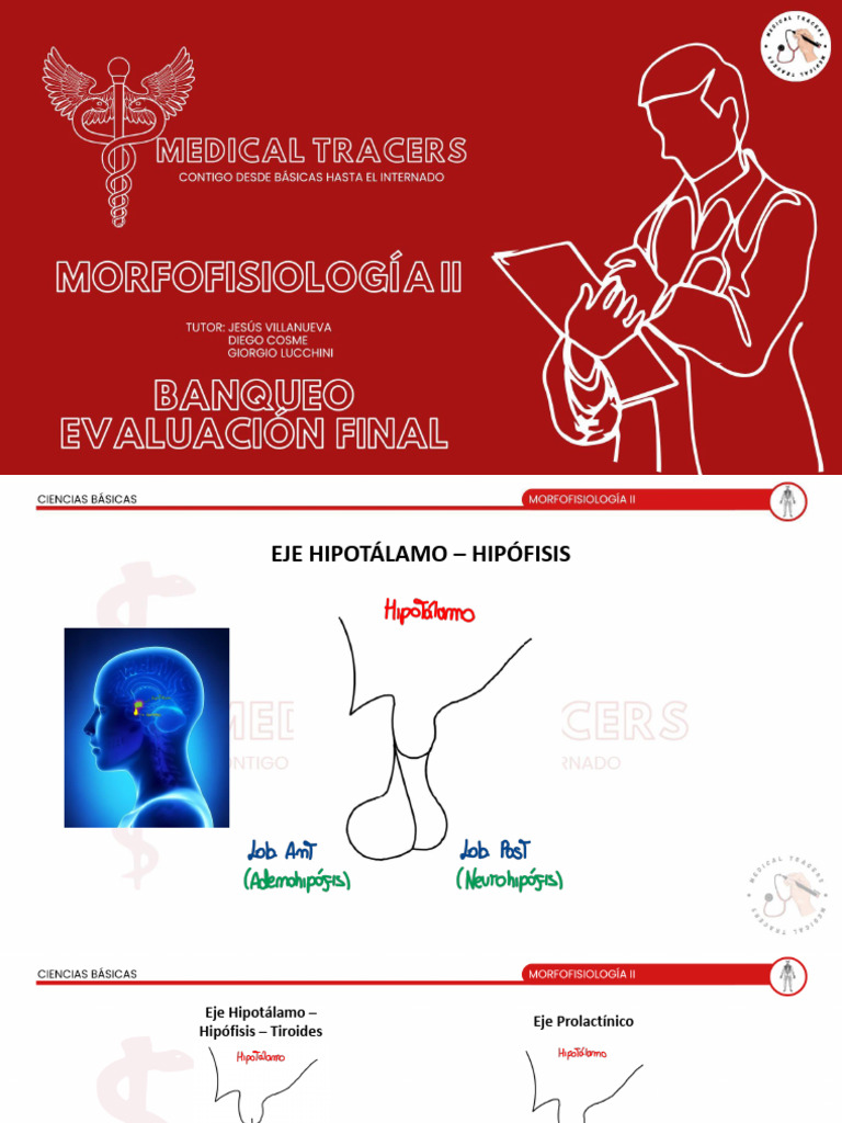 Banqueo Endocrino - Ef 2024-2 | PDF | Hormona estimulante de la tiroides | Glándula pituitaria