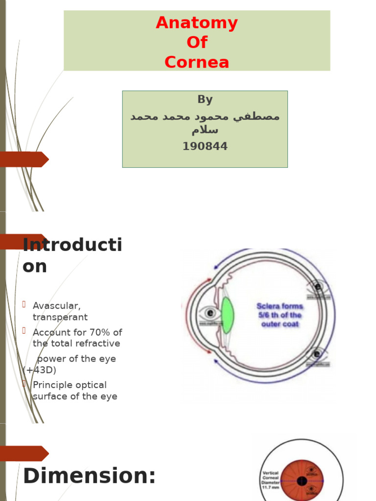 Anatomy of The Cornea | PDF | Cornea | Epithelium