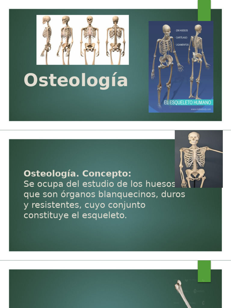 Osteologia 1 | PDF