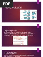 Epitelio Cuboidal Estratificado | PDF | Epitelio | Anatomía