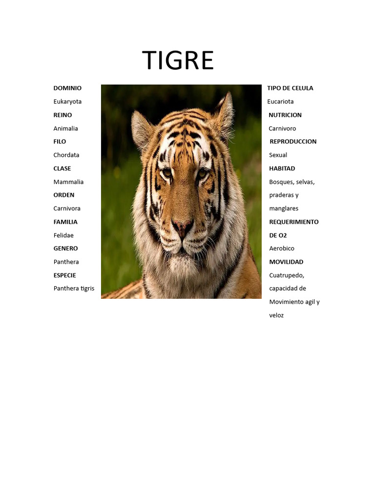 Características del Tigre | PDF