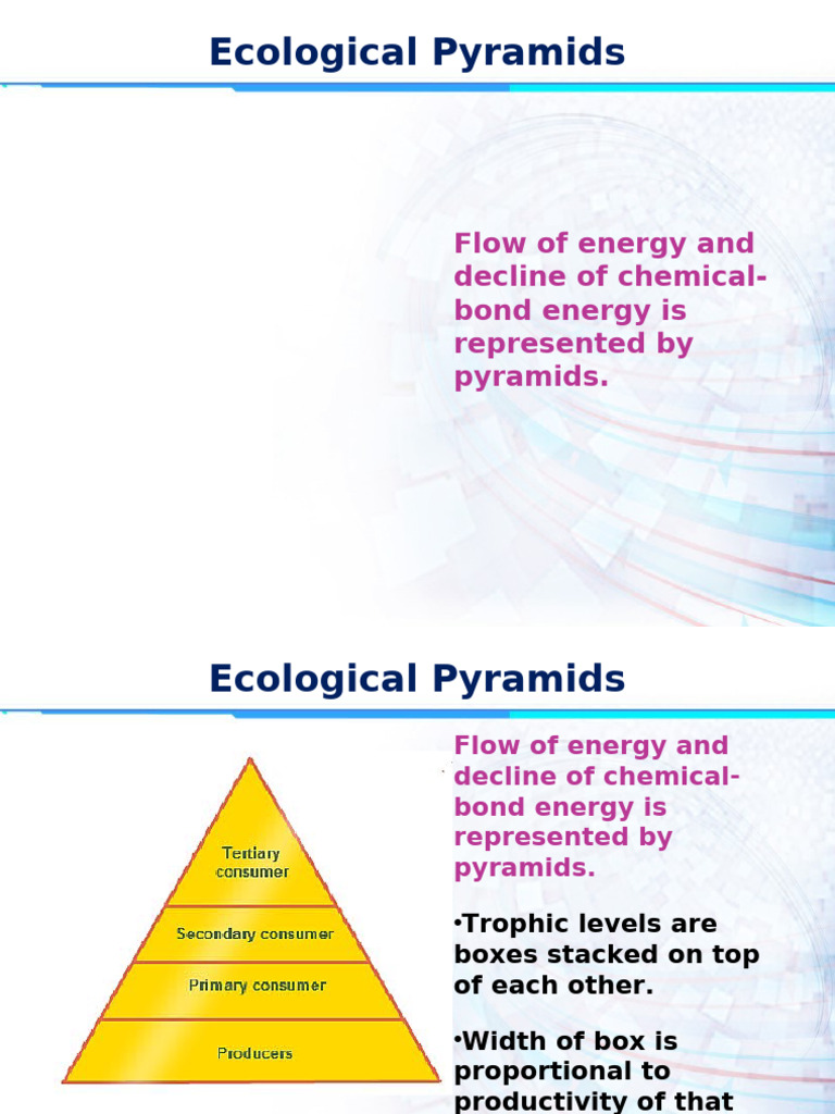 Lecture 10 - Ecological Pyramids Illustrate The Relationship of Trophic ...