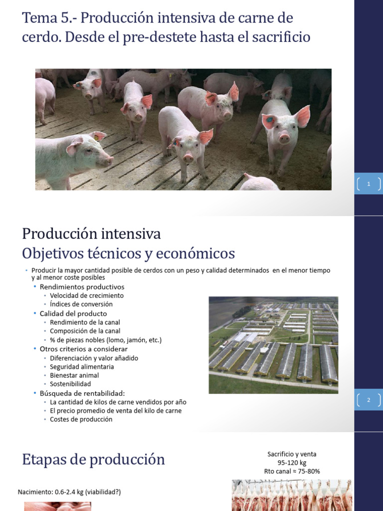 Tema 5. Producción Intensiva de Carne de Cerdo | PDF | La alimentación animal | Carne