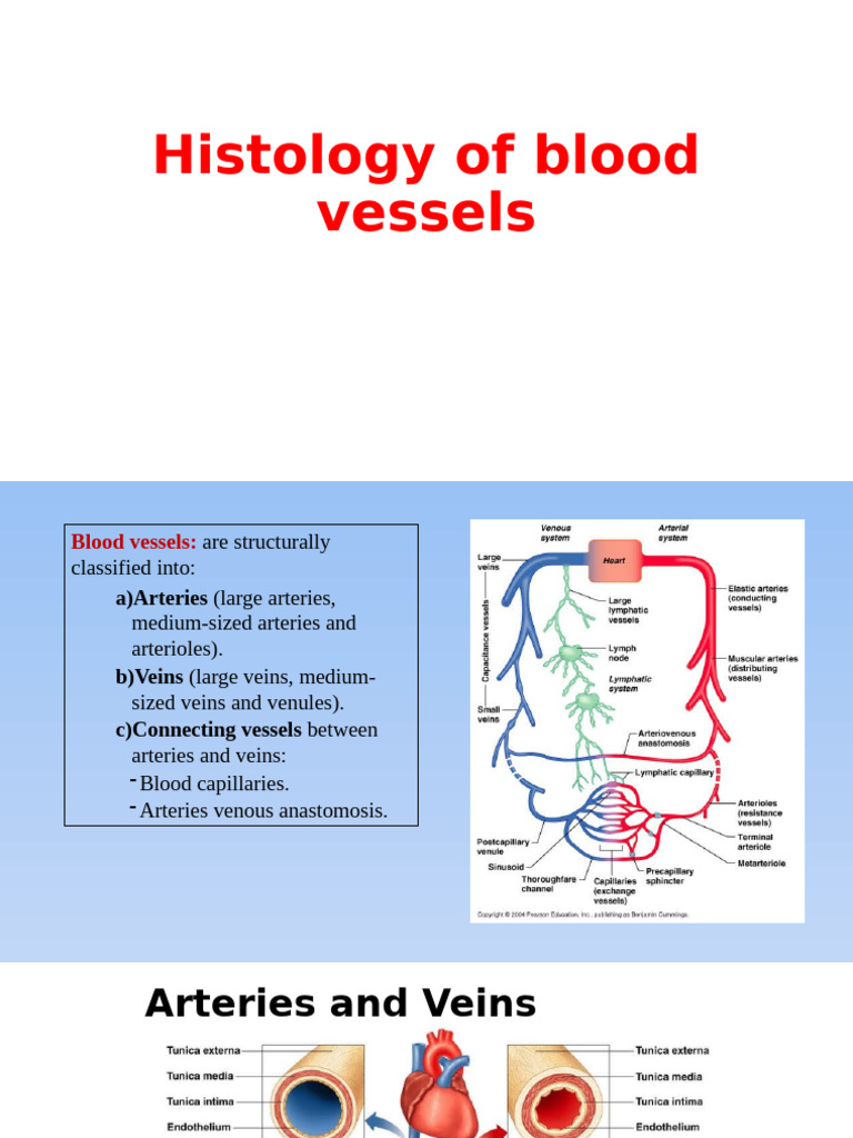 Histology of Blood Vessels Overview | PDF | Artery | Vein