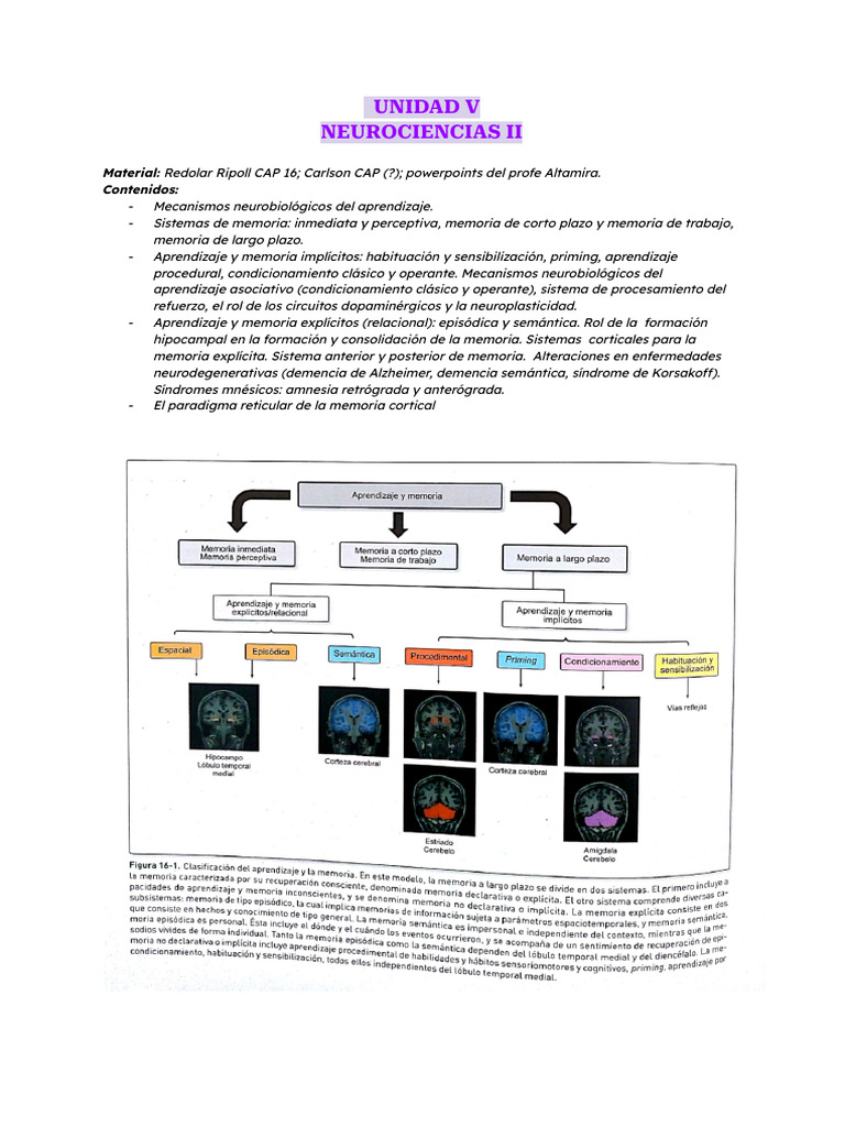 Neuro II - Unidad 5 | PDF | Sinapsis | La potenciación a largo plazo