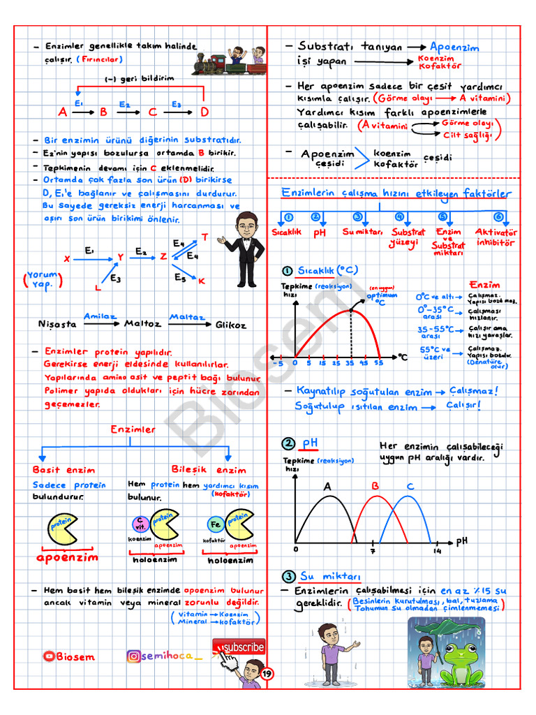 Enzimleri-Etkileyen-Faktörler-Biosem | PDF