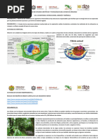 Ciclosis y Procesos Celulares Esenciales | PDF | Fotosíntesis ...