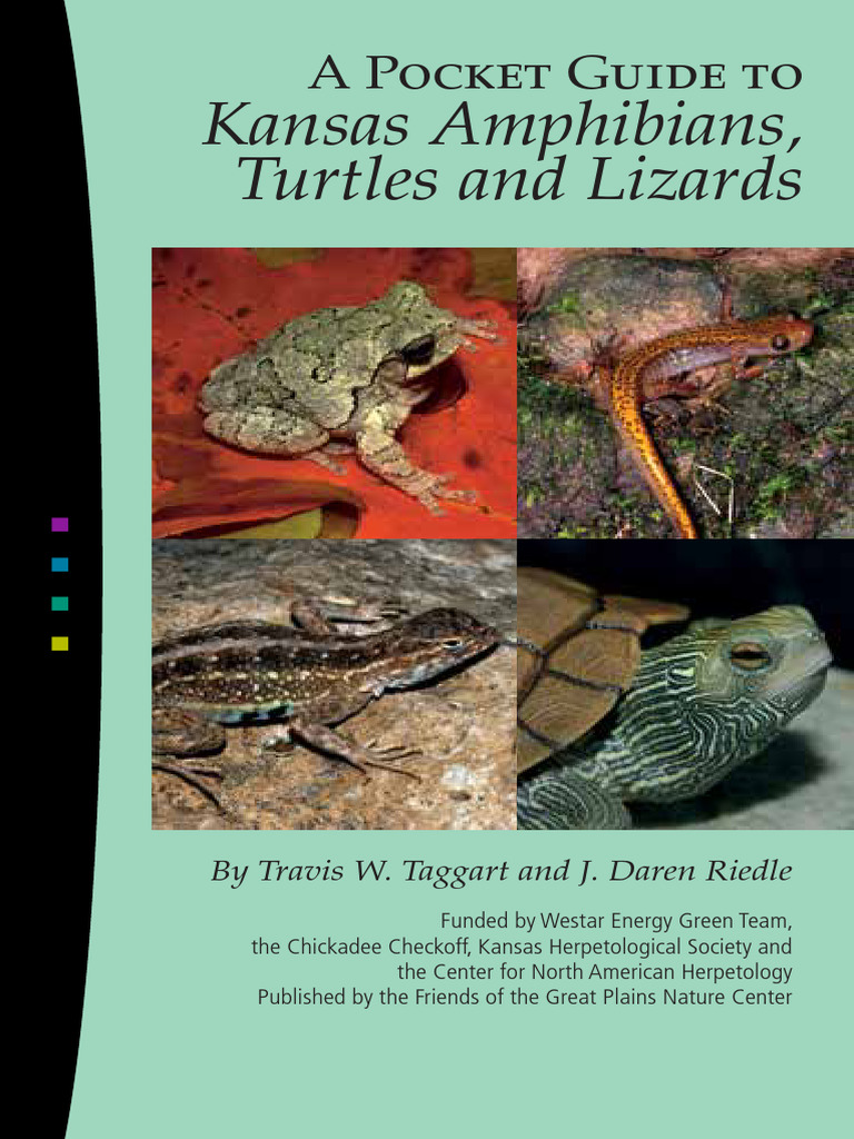 KS Amphibians Lizards Turtles | PDF | Frog | Turtle