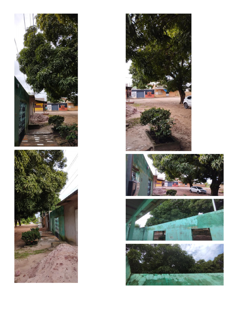 Relatório Fotográfico Arvores Poda 2 | PDF