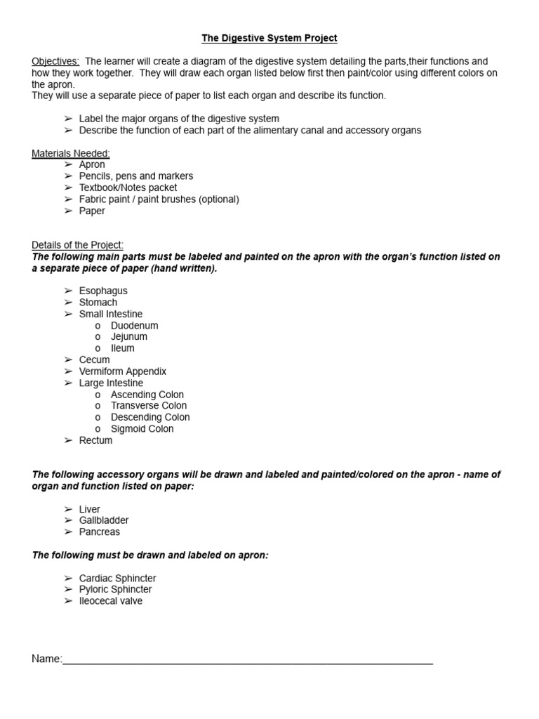1 Digestive System Project Apron | PDF | Gastrointestinal Tract | Human ...