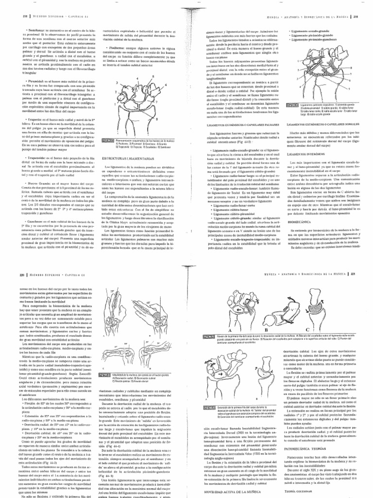 Cosentino, R. Miembro Superior (1) - 100-158-11-59 | PDF