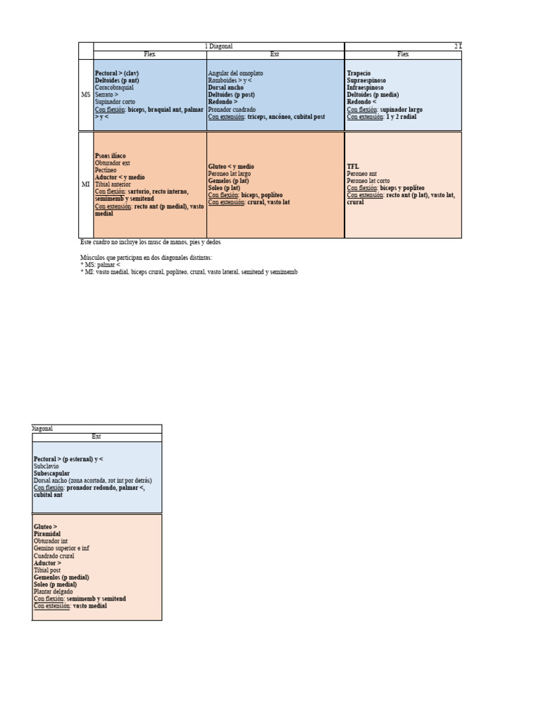Músculos KABAT - XLSX - Hoja1 | PDF | Anatomía del miembro inferior | Tejido suave