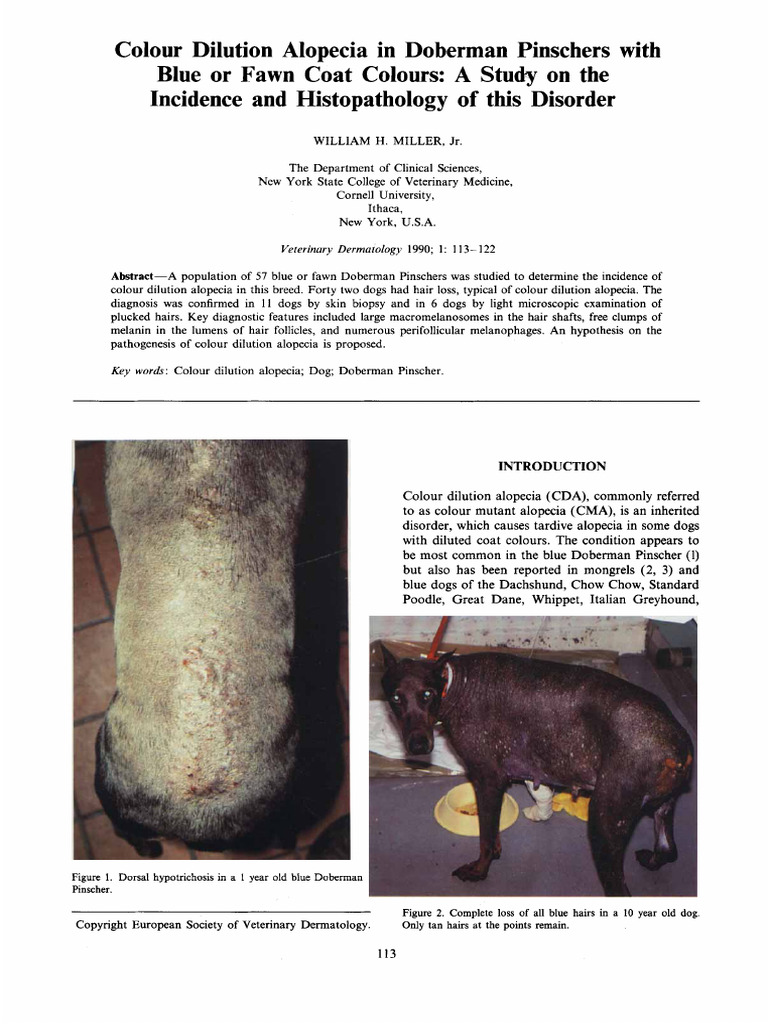 Colour Dilution Alopecia in Doberman Pinschers With Blue or Fawn Coat ...