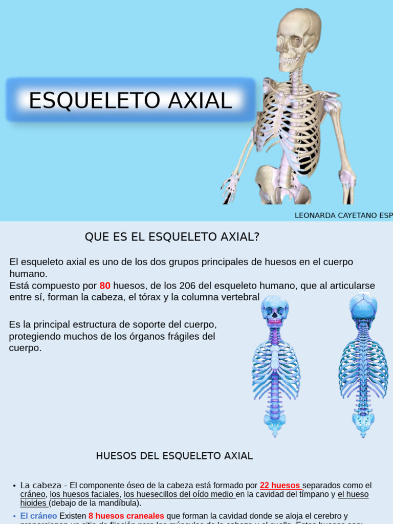 Esqueleto Axial | PDF | Cráneo | Vértebra