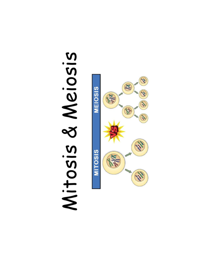 SCI Mitosis Slides | PDF