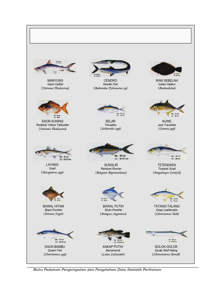 Nama_Ikan_laut_dan_alat_tangkap_berdasarkan_BPS_241122_091135 | PDF