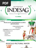 Anatomia de La Axila | PDF | Extremidades (anatomía) | Anatomía humana