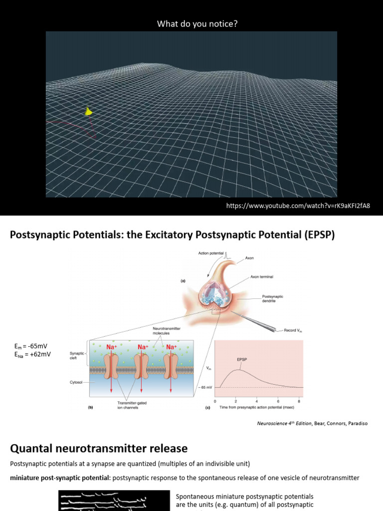 107A_Week3_Lecture5 | PDF | Chemical Synapse | Excitatory Postsynaptic ...
