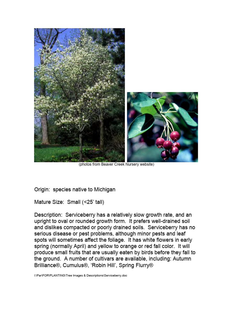 Serviceberry | PDF