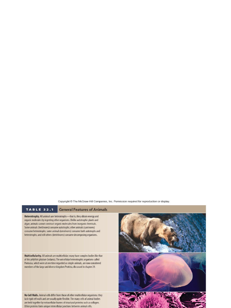 Animal Development: Key Processes & Evolution | PDF | Developmental Biology | Zoology