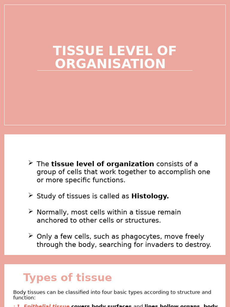 Tissue Level of Organization | PDF | Epithelium | Connective Tissue