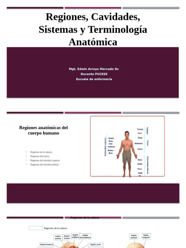 Anatomía Humana: Regiones y Sistemas | PDF | Abdomen | Anatomía