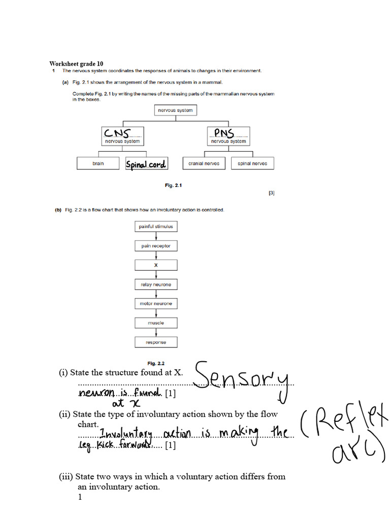 Worksheet Grade 10 Lesson | PDF