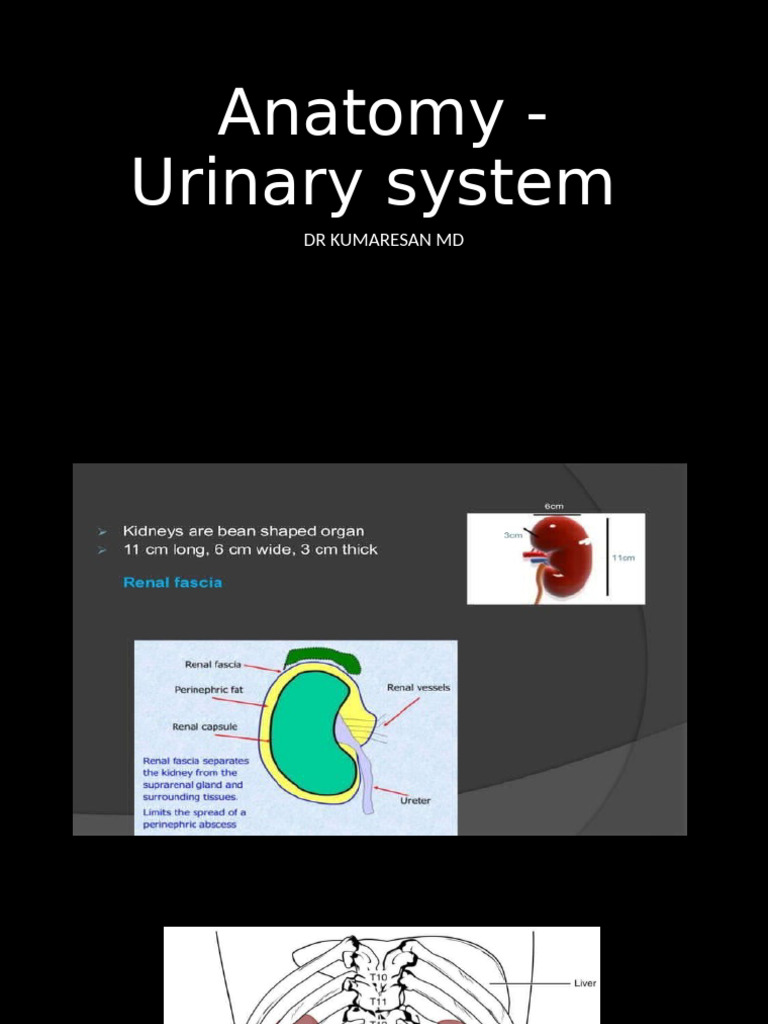 ANATOMY - URINARY SYSTEM | PDF