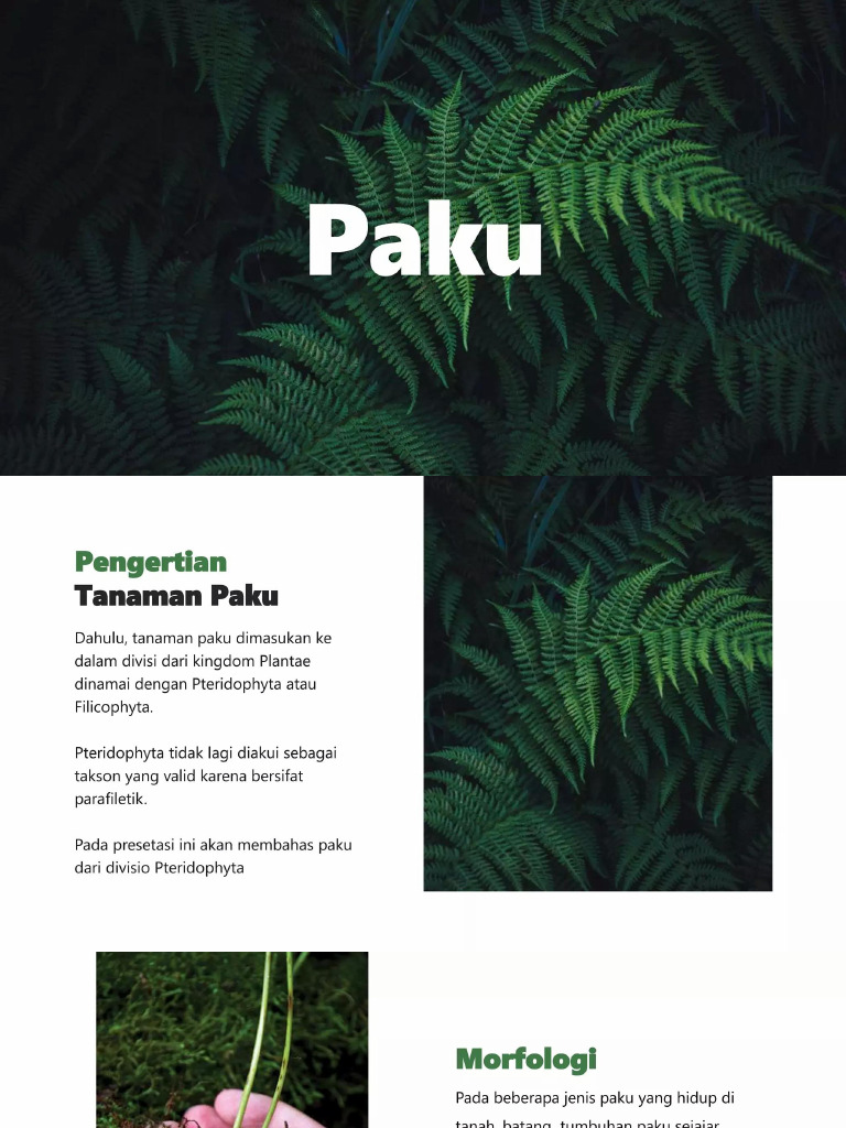 ppt-paku-pteridophyta-paku-purba-paku-kawat-paku-ekor-kuda-dan-paku ...