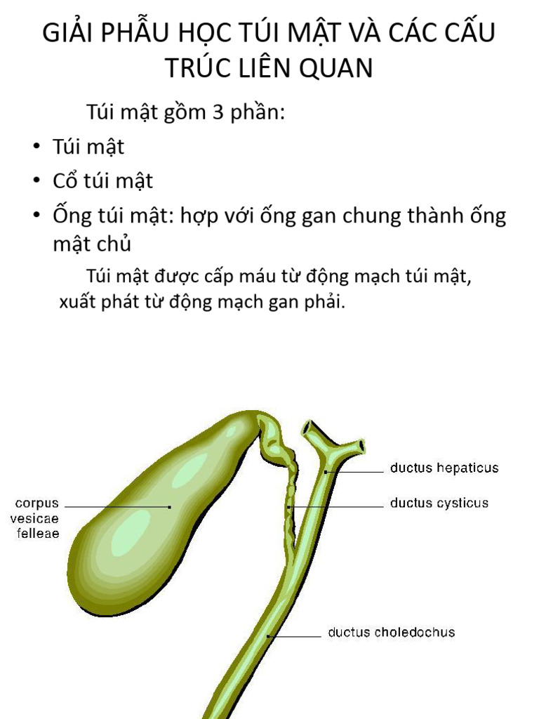 GPH Tui Mat | PDF
