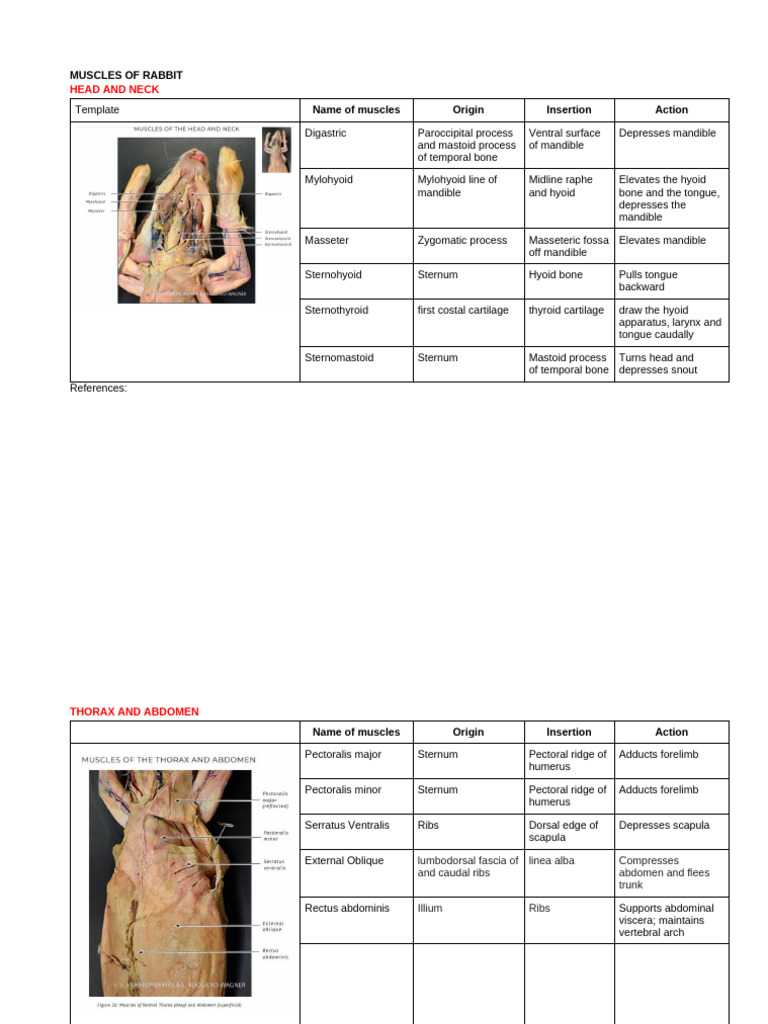 MUSCLES OF RABBIT | PDF | Foot | Abdomen