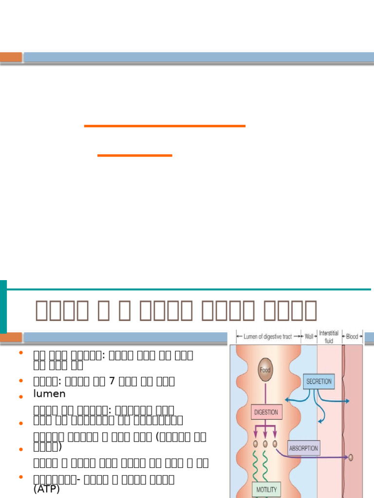 Bhu Digestive System Amh | PDF
