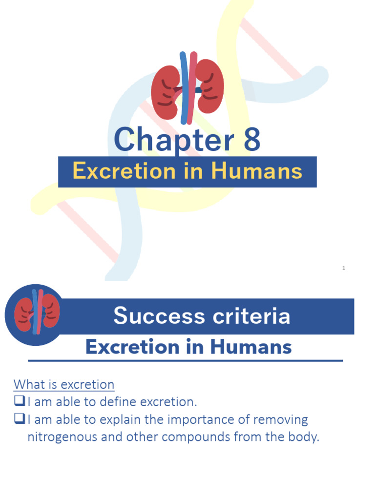Human Excretion and Urinary System Overview | PDF | Kidney | Urinary System