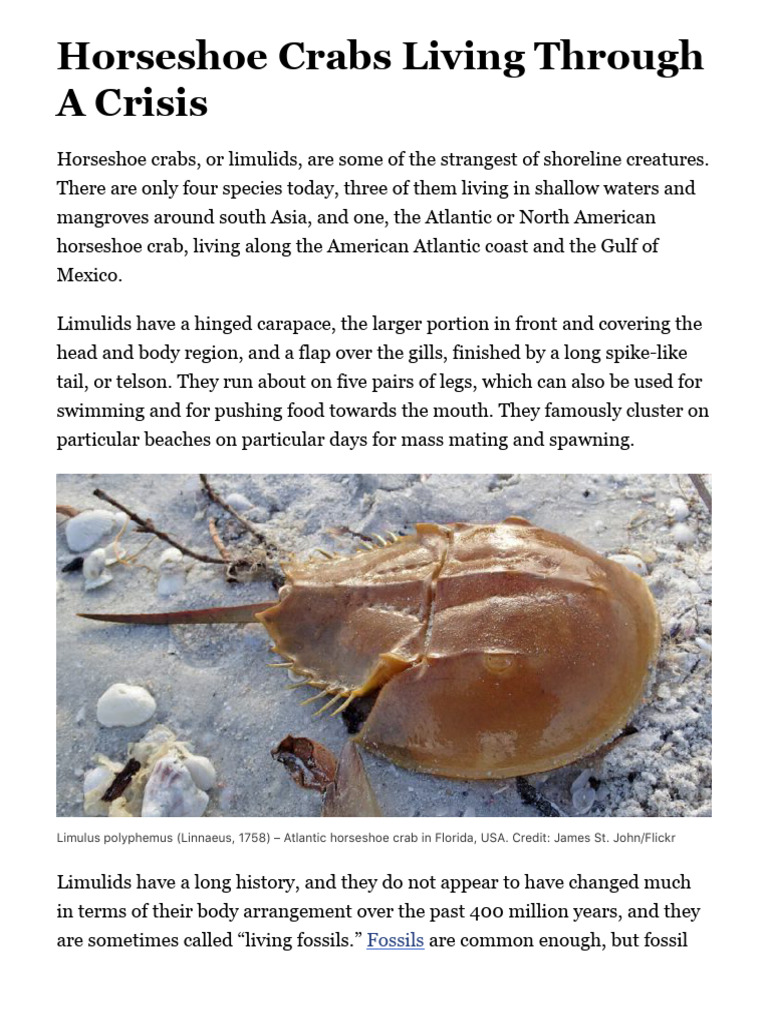 Horseshoe Crabs Living Through A Crisis Science Trends | PDF | Nature ...