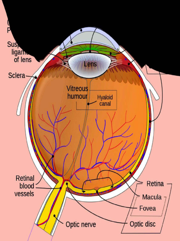 Eye Ball | PDF | Human Eye | Sensory Organs
