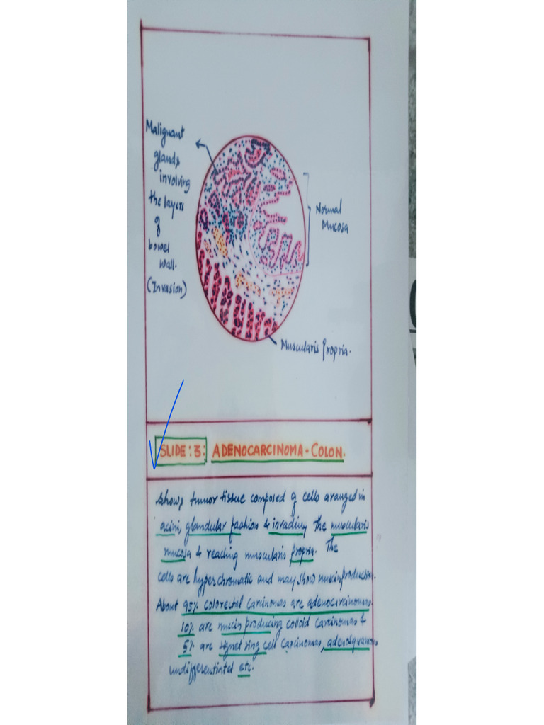 PATHO SLIDES (2024) (II MBBS) | PDF