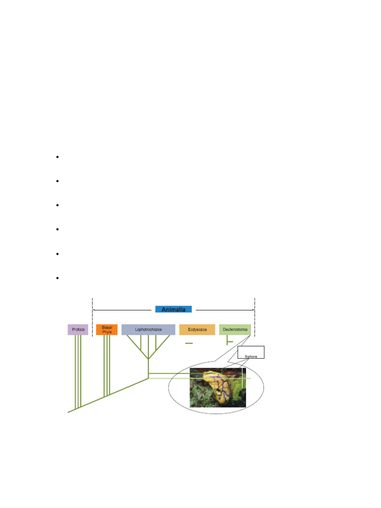 Urochordata: Characteristics and Classification | PDF | Vertebrates ...