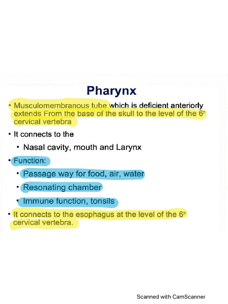Pharynx 1 | PDF