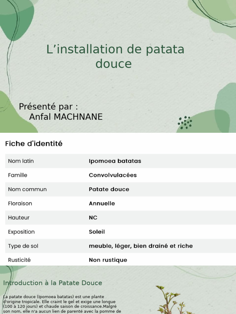 Slidesgo Optimisation de Linstallation de Patate Douce Choix Et Gestion ...