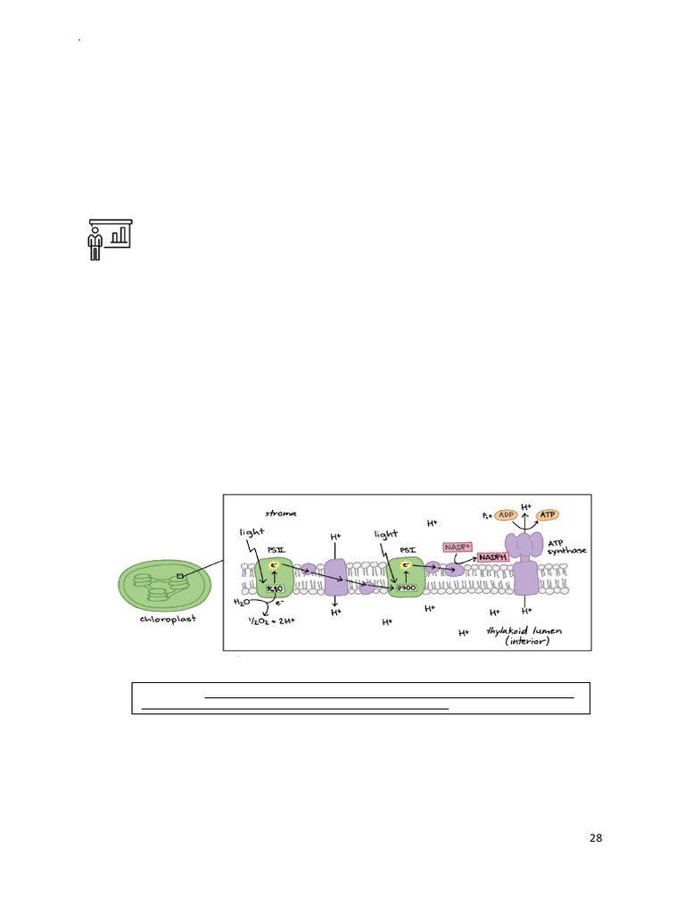 GENERAL BIOLOGY 1 - Q2 - Light Reaction | PDF | Photosynthesis ...