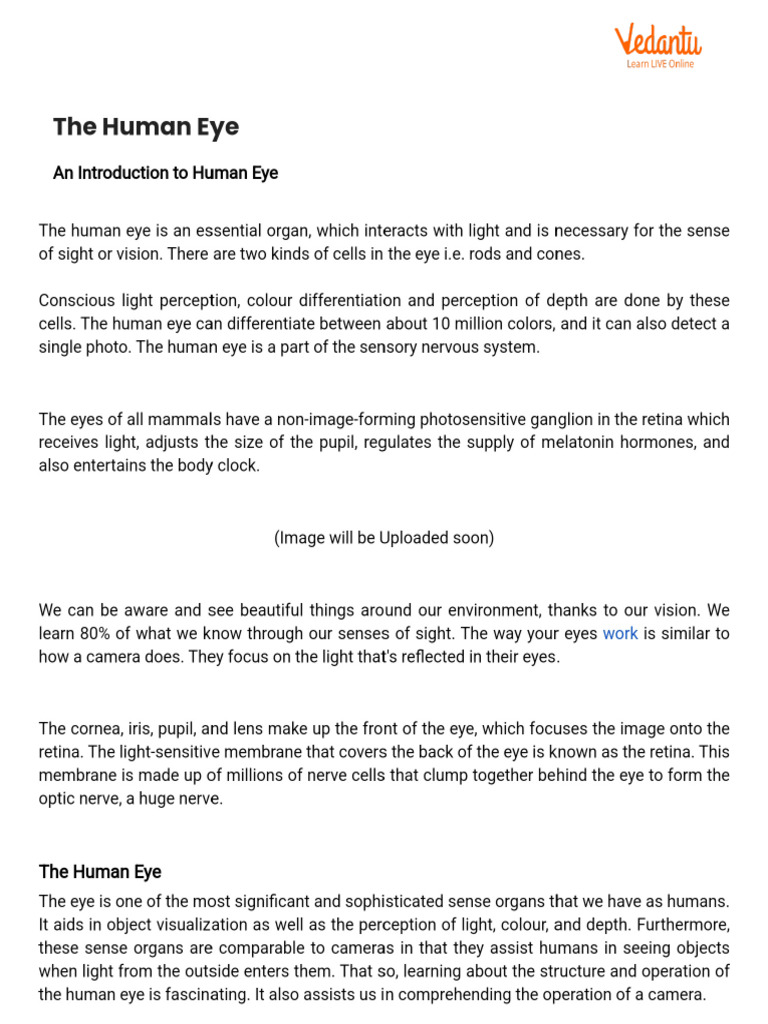 The Human Eye | PDF